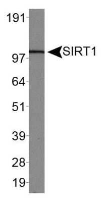 Sirtuin 1/SIRT1 Antibody (NBP1-49540): Novus Biologicals