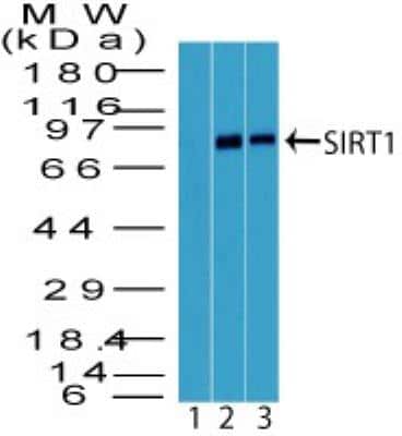 Sirtuin 1/SIRT1 Antibody (NBP2-27205): Novus Biologicals