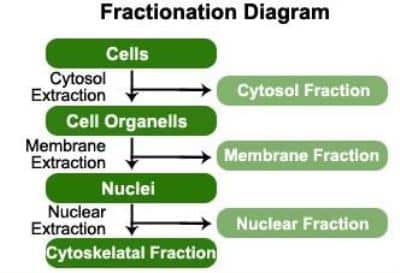 Subcellular Protein Fractionation Kit (NBP2-47659): Novus Biologicals