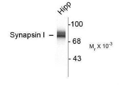 Synapsin I Antibody (NB300-104): Novus Biologicals