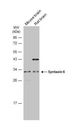 Syntaxin 6 Antibody (NBP2-15132): Novus Biologicals