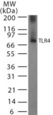 TLR4 Antibodies: Novus Biologicals