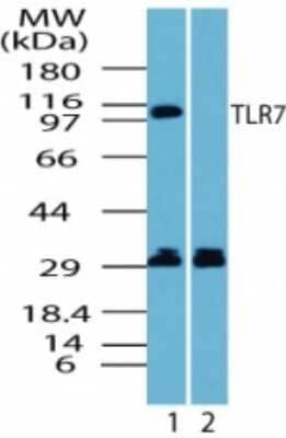 TLR7 Antibody (NBP2-24767): Novus Biologicals