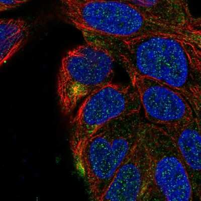 TMEM63A Antibody (NBP2-57359): Novus Biologicals