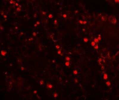 TOPAZ1 Antibody - BSA Free (NBP2-82040): Novus Biologicals