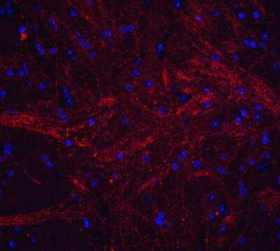 TWEAK/TNFSF12 Antibody - BSA Free (NBP1-76695): Novus Biologicals