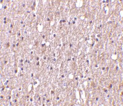 TWEAK/TNFSF12 Antibody - BSA Free (NBP1-76695): Novus Biologicals
