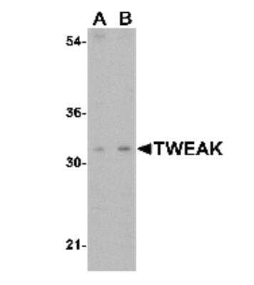 TWEAK/TNFSF12 Antibody - BSA Free (NBP1-76695): Novus Biologicals