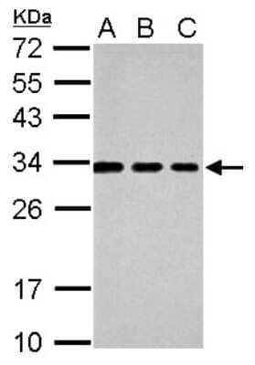 TSPAN3 Antibody (NBP2-20604): Novus Biologicals