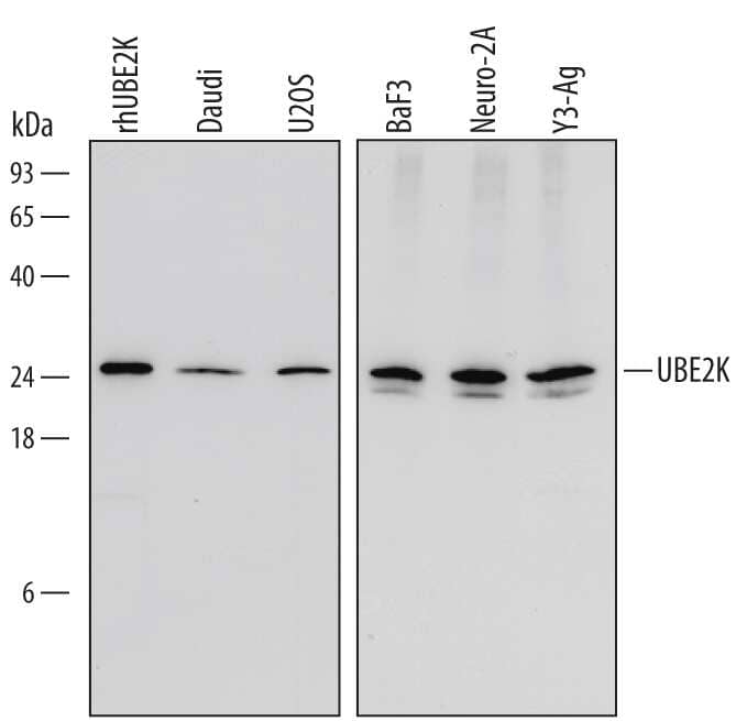 UBE2K/E2-25K Antibody (AF6609): Novus Biologicals