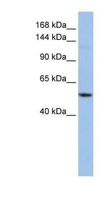 UBE4A Antibody (NBP1-55038): Novus Biologicals