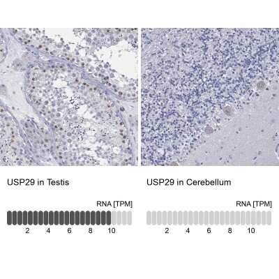 USP29 Antibody (NBP3-17070): Novus Biologicals