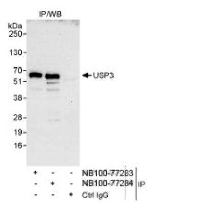 USP3 Antibody (NB100-77284): Novus Biologicals