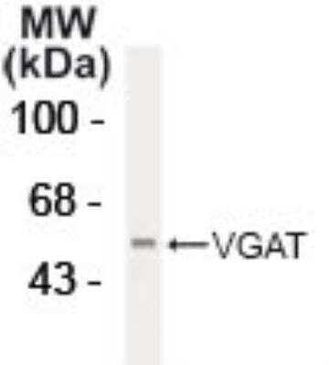 VIAAT/SLC32A1/VGAT Antibody (NB300-740): Novus Biologicals