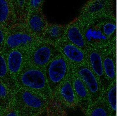VKORC1 Antibody (NBP1-92573): Novus Biologicals
