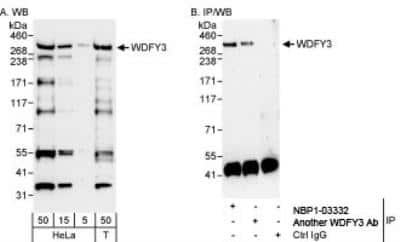 WDFY3 Antibody - BSA Free (NBP1-03332): Novus Biologicals