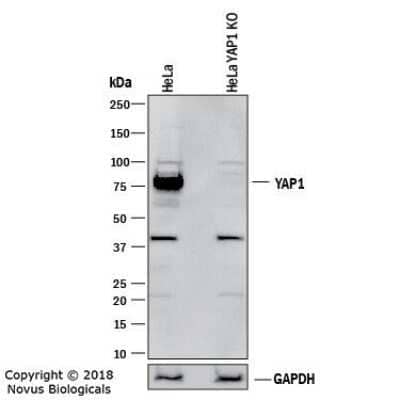 YAP1 Antibody - BSA Free (NB110-58358): Novus Biologicals