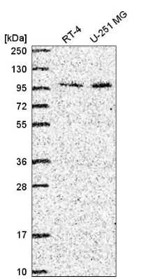 ZXDC Antibody (NBP2-56684): Novus Biologicals