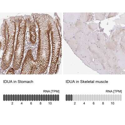 alpha-L-Iduronidase/IDUA Research Products: Novus Biologicals