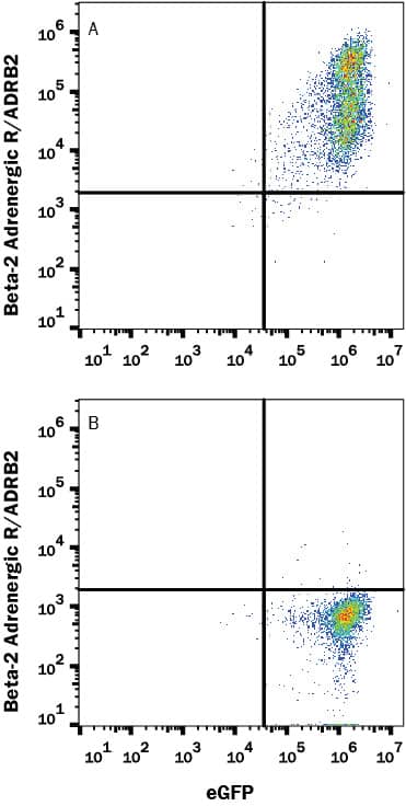 beta-2 Adrenergic R/ADRB2 Antibodies: Novus Biologicals