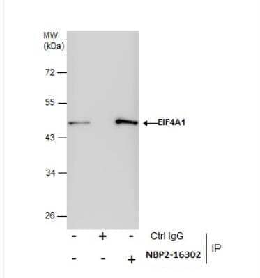 eIF4A1 Antibody (NBP2-16302): Novus Biologicals