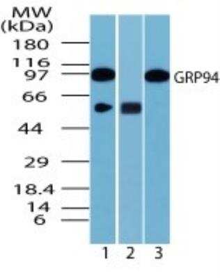 gp96/HSP90B1/GRP94 Antibody (NBP2-24698): Novus Biologicals