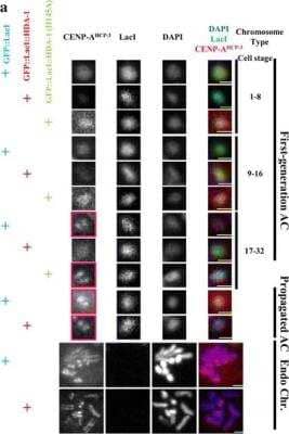 hcp-3 Antibody (29540002): Novus Biologicals