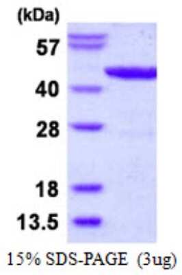 Recombinant E. coli lldD His Protein (NBP2-22655): Novus Biologicals