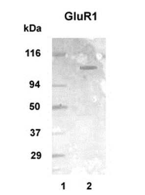 mGluR1 Antibody - BSA Free (NB100-93555): Novus Biologicals