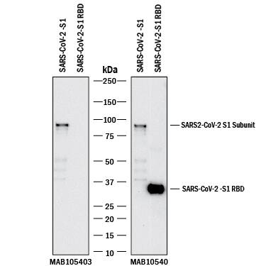 SARS-CoV-2 Spike S1 Protein Antibody (1035206) [Unconjugated] (MAB105403): Novus Biologicals