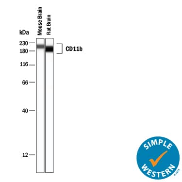 CD11b Antibodies: Novus Biologicals