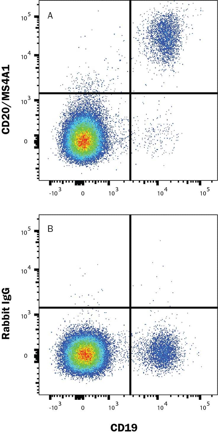 CD20 Antibodies: Novus Biologicals