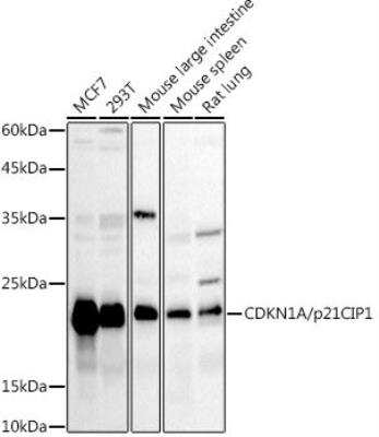 p21/CIP1/CDKN1A Antibody - BSA Free (NBP3-03297): Novus Biologicals