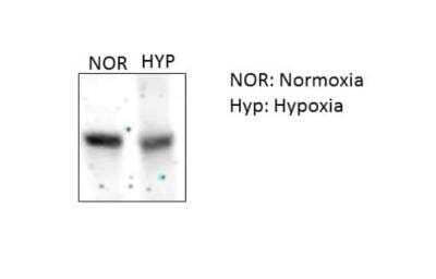 p62/SQSTM1 Antibody (NBP1-49954): Novus Biologicals