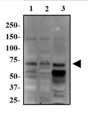 p70 S6 Kinase/S6K Antibody (NBP2-23649): Novus Biologicals