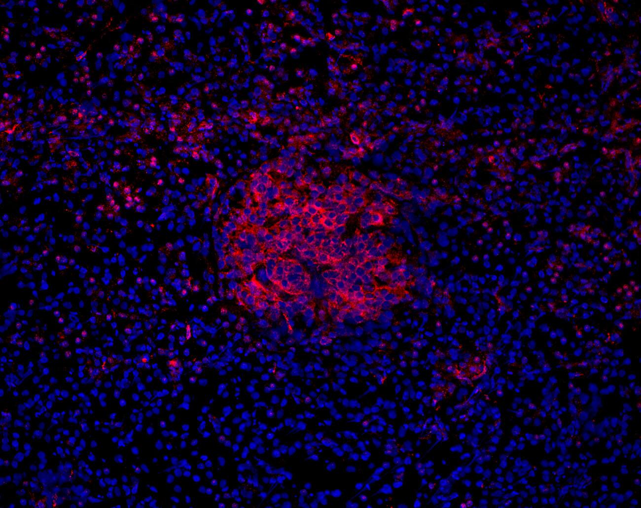 DAB1 Antibody (NBP1-19884): Novus Biologicals