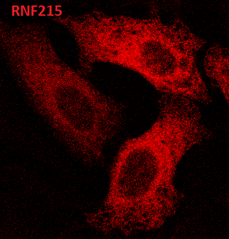 RNF215 Antibody (NBP1-92342): Novus Biologicals