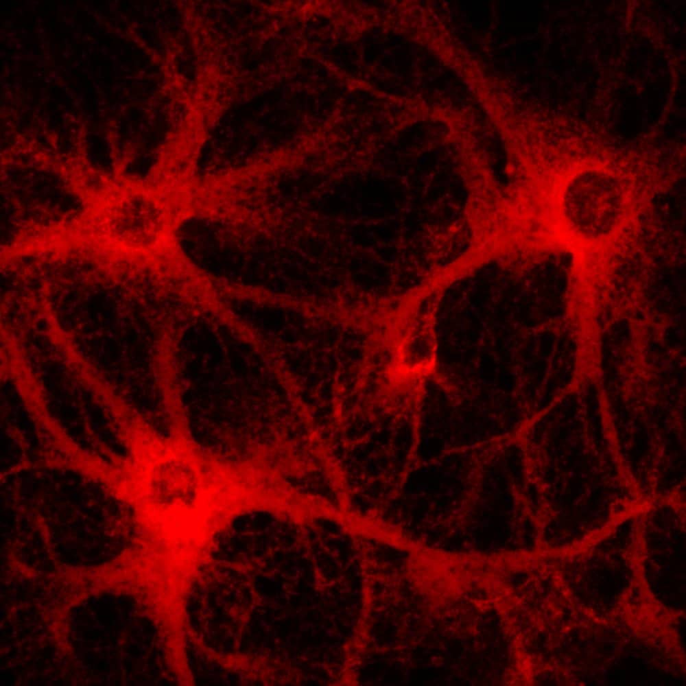 S100B Antibody (SA-12) (NBP1-41373): Novus Biologicals