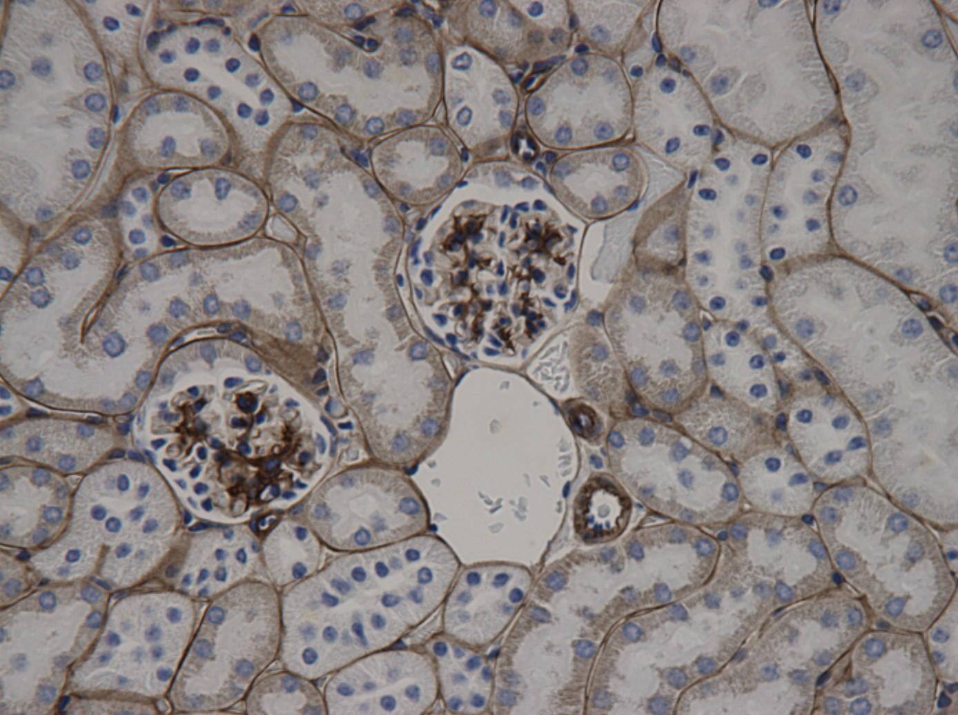 Endorepellin/Perlecan/Heparan Sulfate Proteoglycan Antibody (A7L6 ...