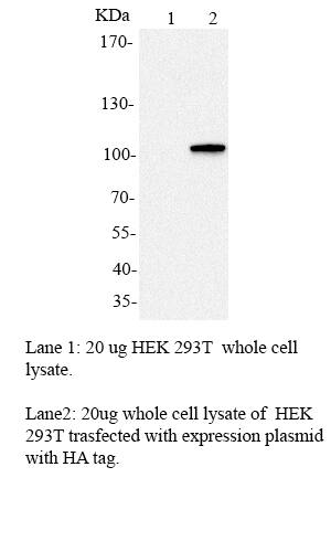 HA Tag Antibody (12CA5) (NB100-25952): Novus Biologicals
