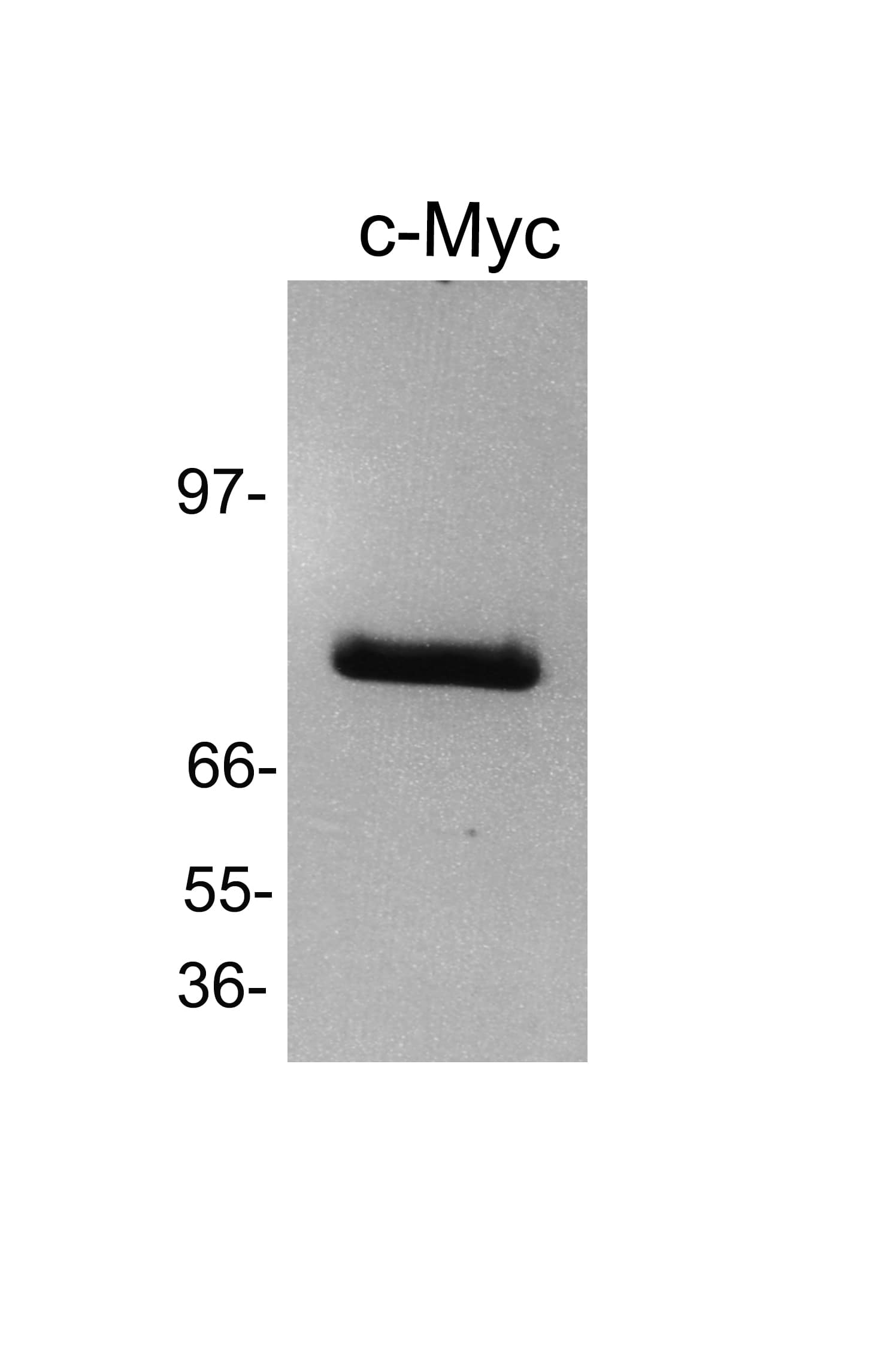 MCM5 Antibody (NBP1-67626): Novus Biologicals
